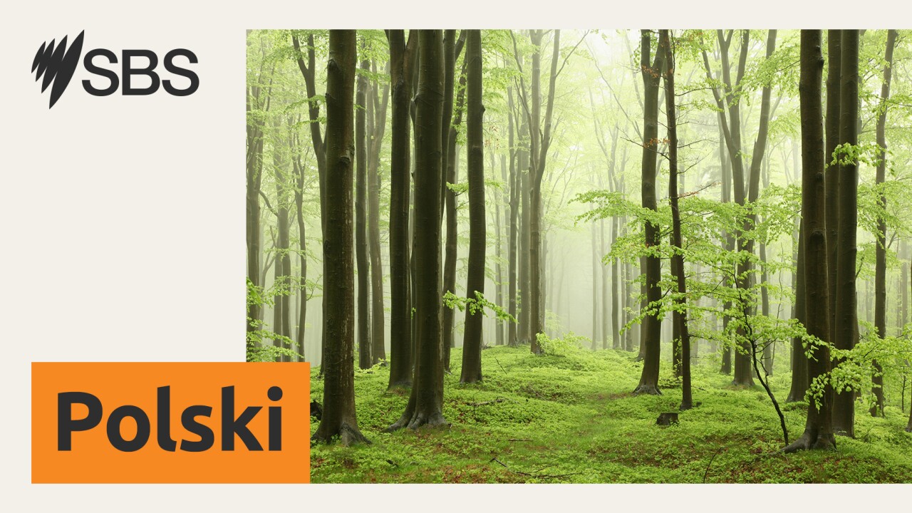 SBS Polish - SBS po polsku Podcast - PolArt 2025 - Chór ZHP - polskie ...